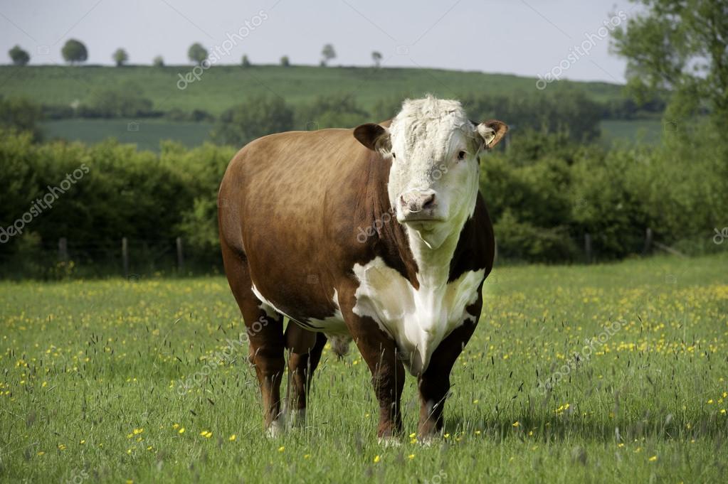 Bull — Stock Photo © russbucks #33967753