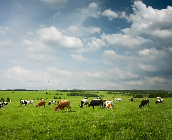 Cows grazing on a green lush meadow - Stock Image - Everypixel