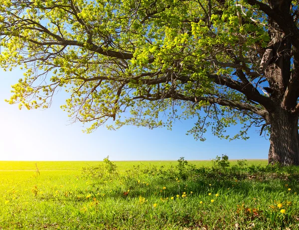 Tree - Stock Image - Everypixel