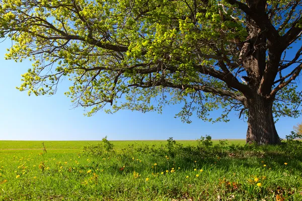 Tree branch Stock Photos, Royalty Free Tree branch Images | Depositphotos