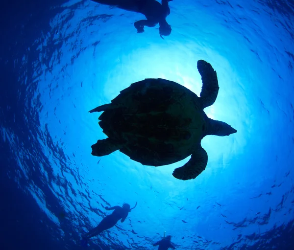 Sea turtle Stock Photos, Royalty Free Sea turtle Images | Depositphotos