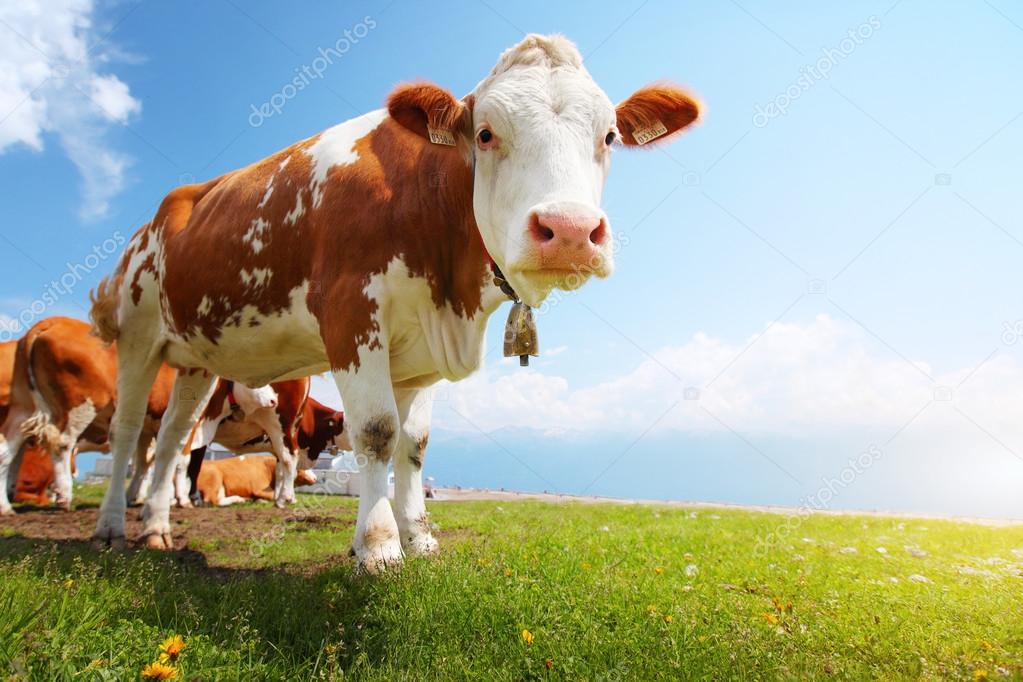 Vacas — Fotografias de Stock © mihtiander #40184417 Vacas — Fotografias de Stock © mihtiander #40184417