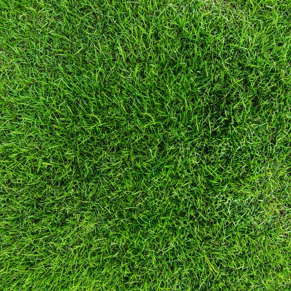 Grass Stock Photos, Royalty Free Grass Images | Depositphotos