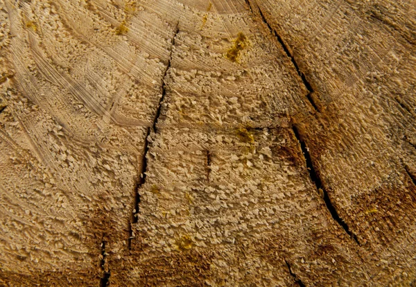 Wood under microscope Stock Photos, Royalty Free Wood under microscope ...