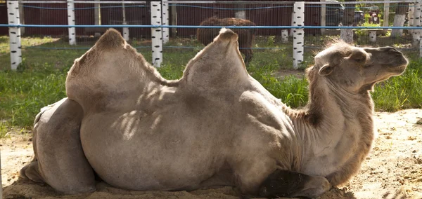 Sitting pose camel Stock Photos, Royalty Free Sitting pose camel Images ...