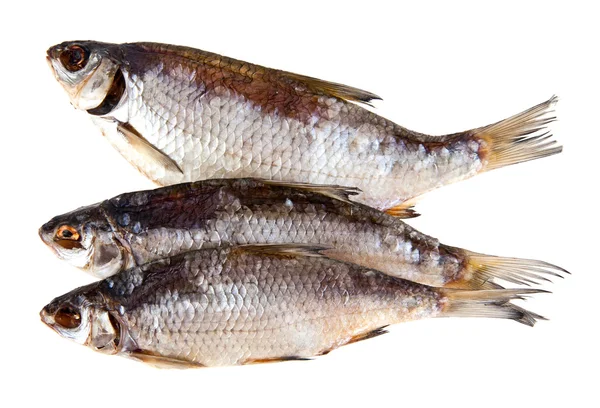 ᐈ Bluefish stock pictures, Royalty Free a bluefish images | download on ...