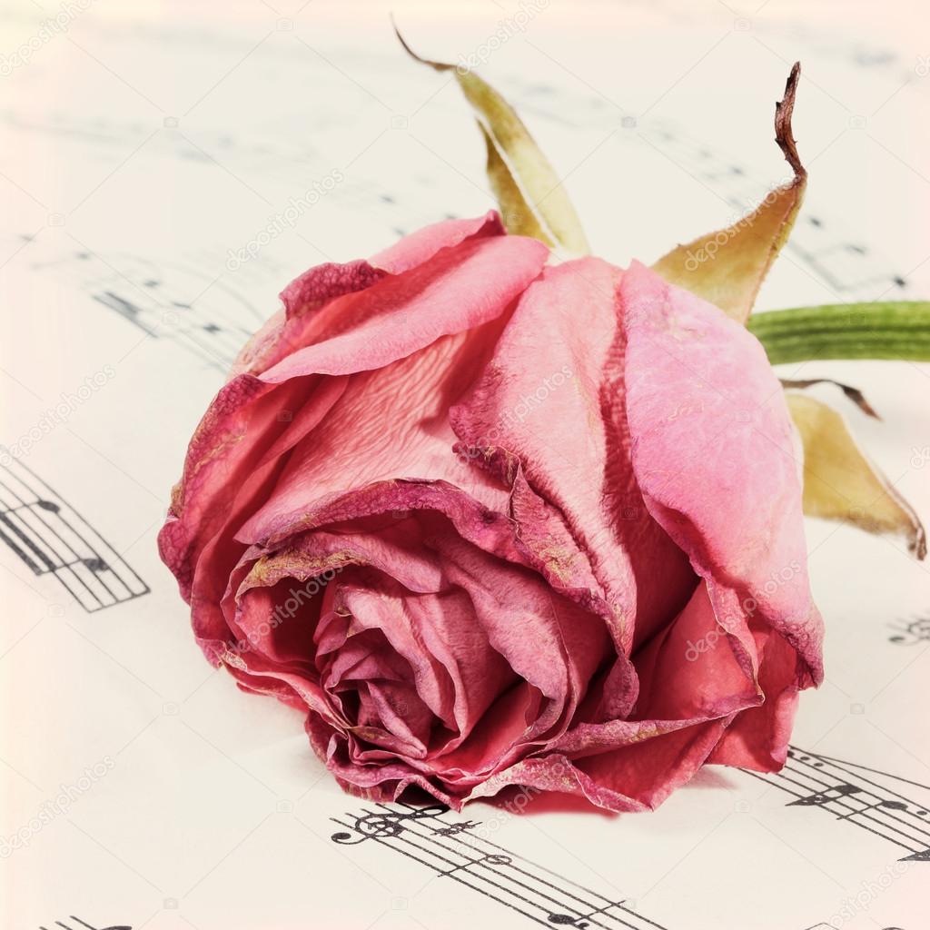 Vintage grunge background with rose and music notes. — Stock Photo ...