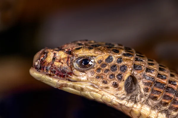 Head of the snake, selective focus on eye Stock Photo by ©ALesik 46401655