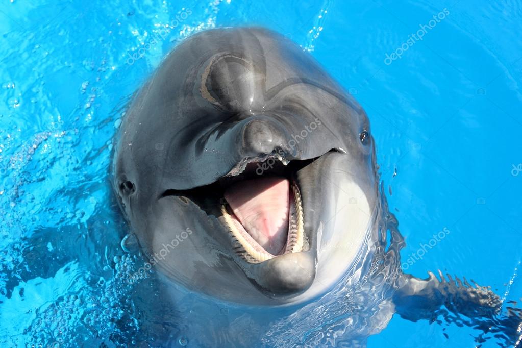 Smiling Dolphin