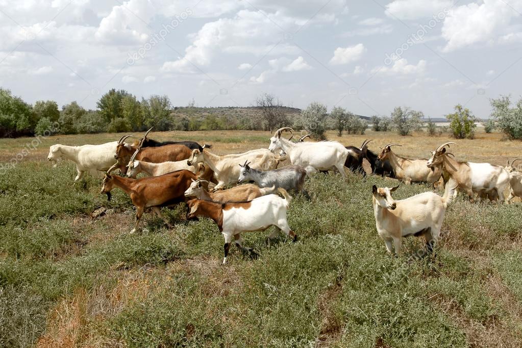 Reba o de cabras pastoreo granja de animales en el prado de la estepa ...