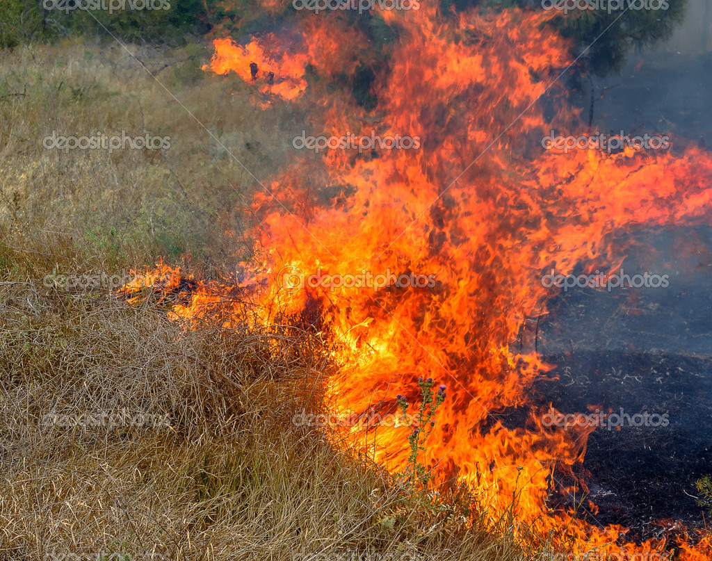 Severe drought. Forest fires in the dry wind completely destroy the ...