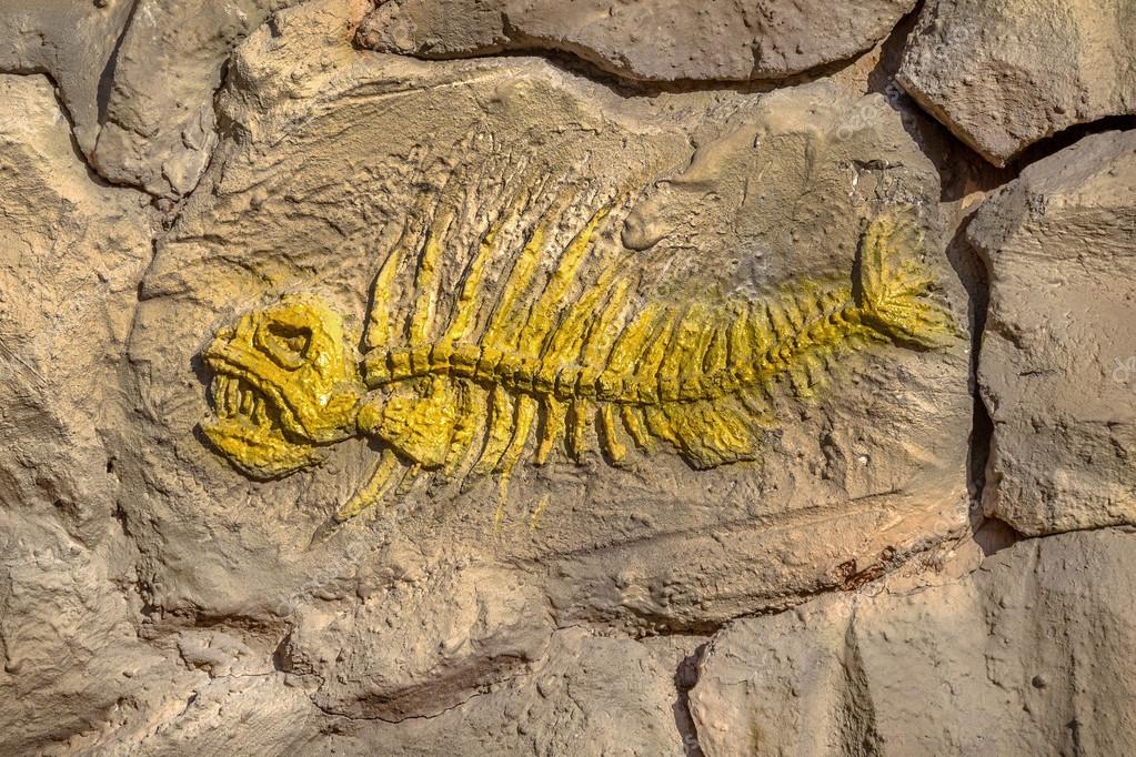 Model skeleton of a prehistoric dinosaur fossil fish of the Meso ...