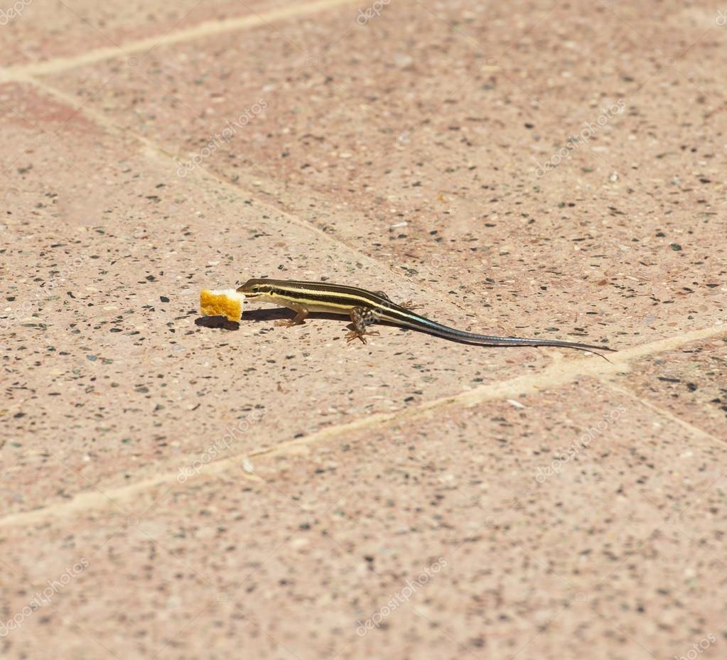 Blue-tailed skink eating bread — Stock Photo © paulvinten #12401425