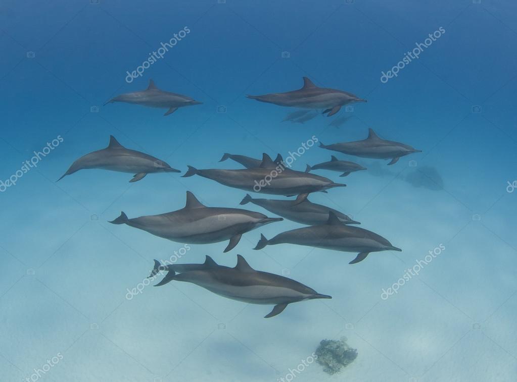 Pod of wild spinner dolphins — Stock Photo © paulvinten #13278794
