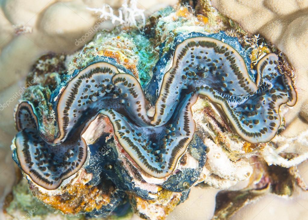 Common giant clam on coral reef Stock Photo by ©paulvinten 25090967