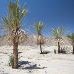 Free Stock photo of Trees and Grasses at Palm Valley | Photoeverywhere