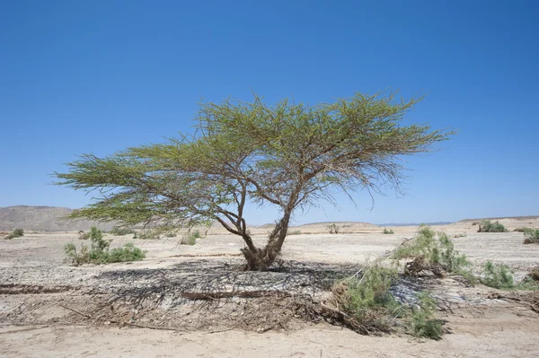 Sahara acacia tree in desert landscape - Stock Image - Everypixel