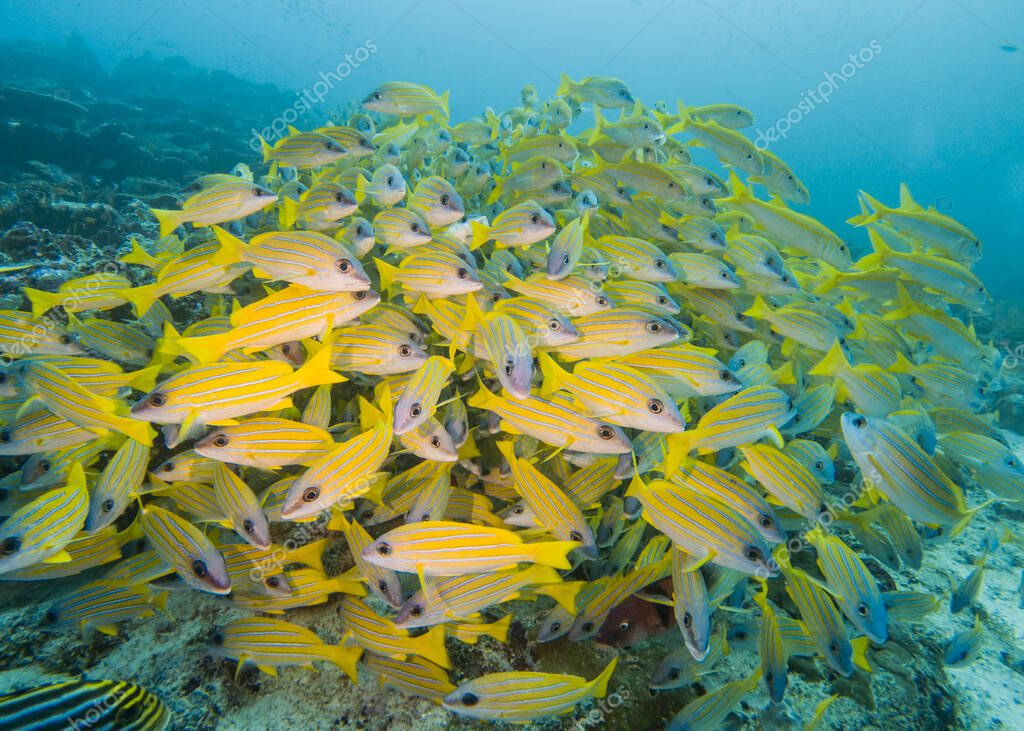 Gran cardumen de pez pargo común de rayón azul lutjanus kasmira bajo el ...