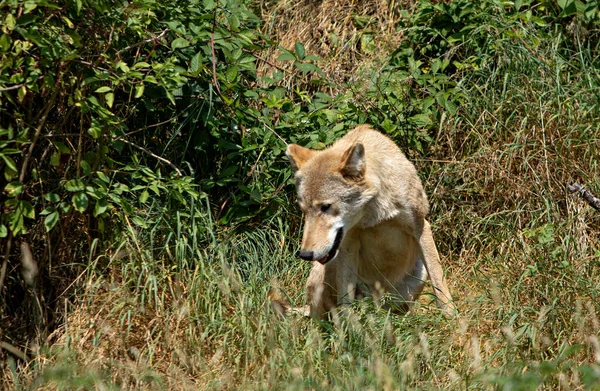 Imágenes de Lobo dourado africano, fotos de Lobo dourado africano sin ...
