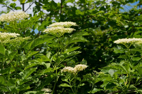Close-up view of an elderflower.The flowers of this shrub have healing ...