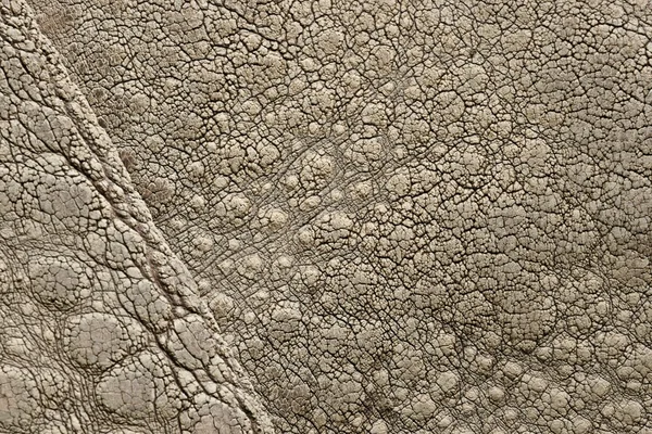 Rhino skin texture Stock Photo by ©surawutob 59198671