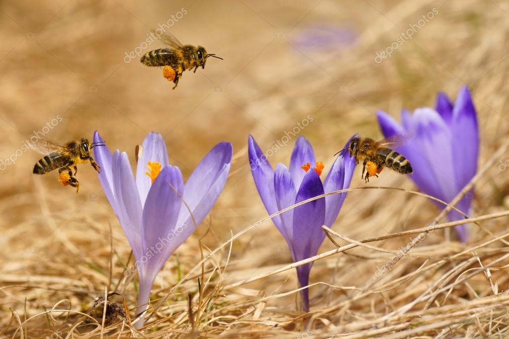 Abejas melíferas (Apis mellifera), abejas volando sobre los cocoteros ...