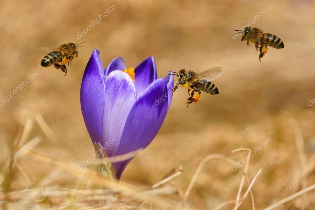 Honeybees (Apis mellifera), bees flying over the crocuses in the spring ...