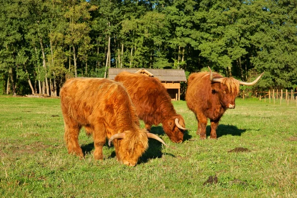 Highland cows Stock Photos, Royalty Free Highland cows Images ...