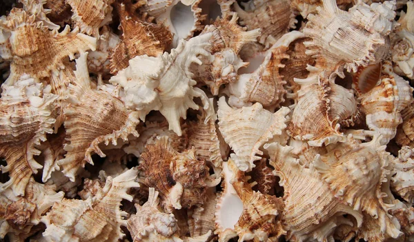 Conch Shells — Stock Photo © dndavis #10227538