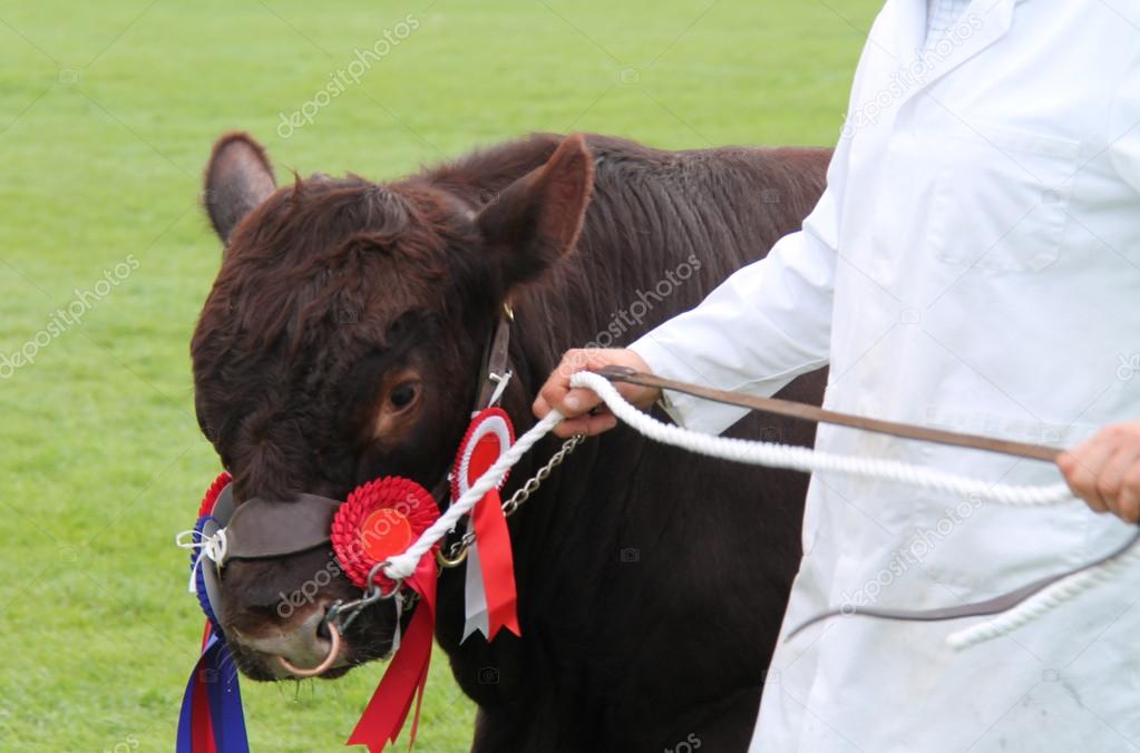 Lincoln Red Bull. Stock Photo by ©daseaford 28721239