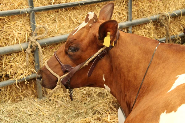 Koe stro eten Stock Photos, Royalty Free Koe stro eten Images ...