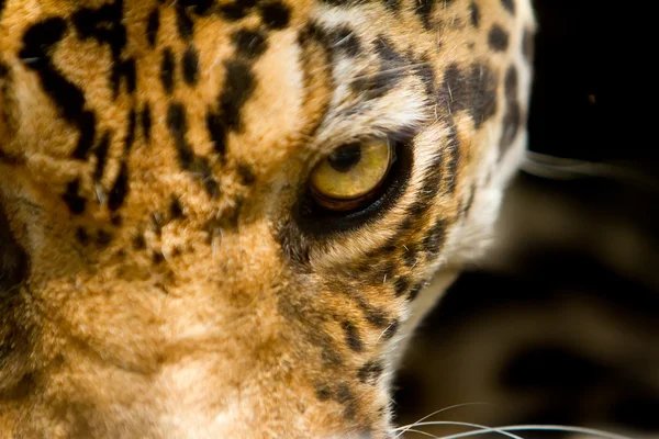 Leopard up close Stock Photos, Royalty Free Leopard up close Images ...