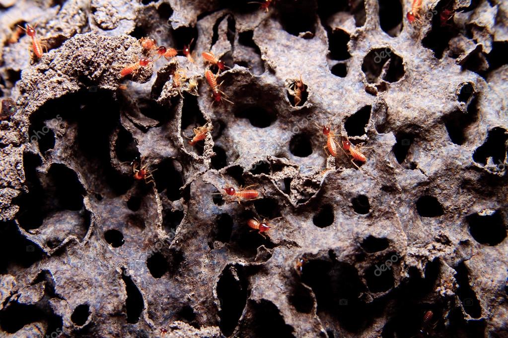 Closeup of texture, termite colony — Stock Photo © pxhidalgo #29406287
