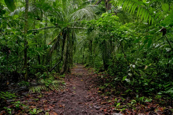 Tropical Rainforest Landscape, Amazon Stock Photo by ©pxhidalgo 42469131