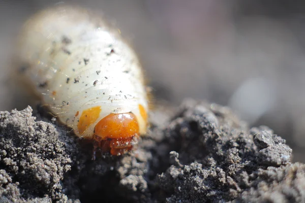 ᐈ Weevils stock images, Royalty Free weevils bugs pictures | download ...