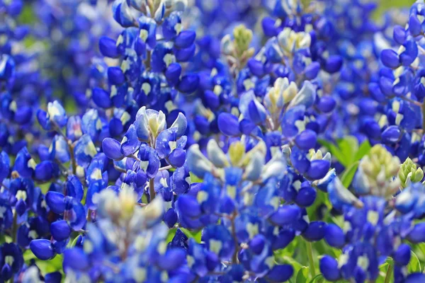 Diagram Of Flower Texas Bluebonnet