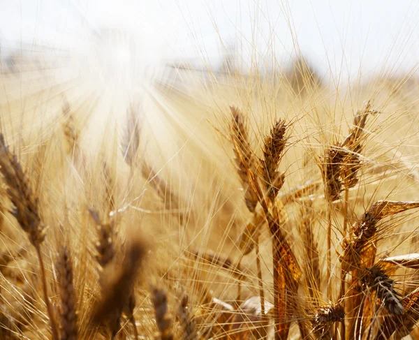 Rye field Stock Photo by ©Lebval 22777722