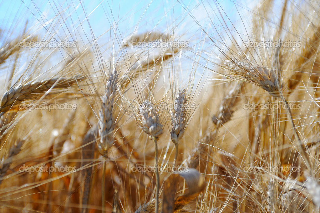 Rye field on a beautiful sunny sky background — Stock Photo © Lebval ...