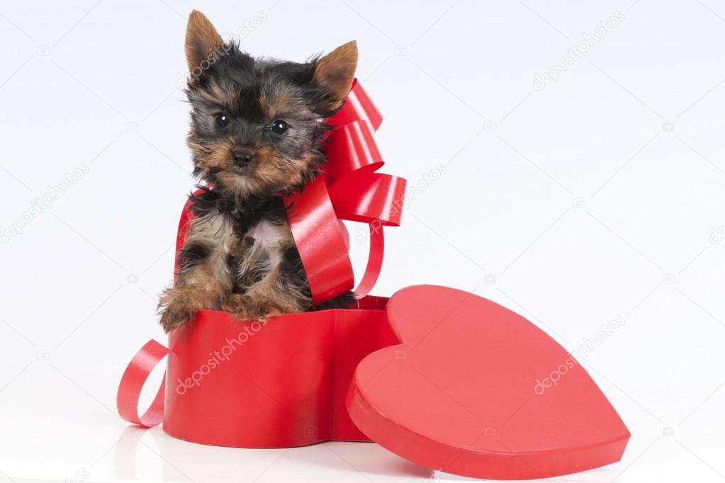 Cute Yorkie Puppy