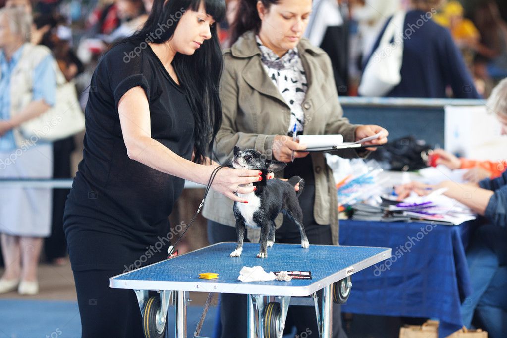 SAMARA,RUSSIA-AUGUST 26:Russian national dogs exhibition of all — Stock ...