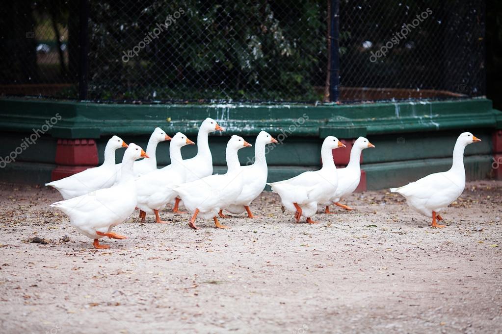 Beautiful white geese in nature Stock Photo by ©evgeniyauvarova 12735991