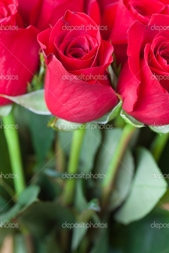 Background of a beautiful bouquet of red roses Stock Photo by ...