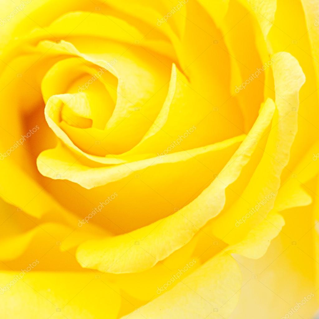 Macro background of yellow rose — Stock Photo © evgeniyauvarova #22070631
