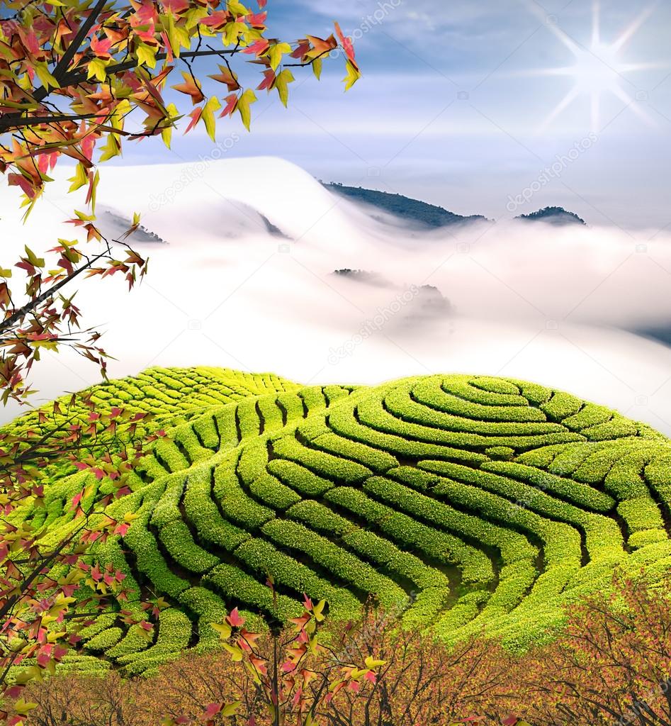 Beautiful tea garden w nice maple — Stock Photo © nicholashan #15019545