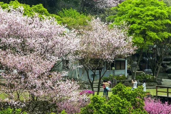 Nice sakura place Stock Photo by ©nicholashan 22315443