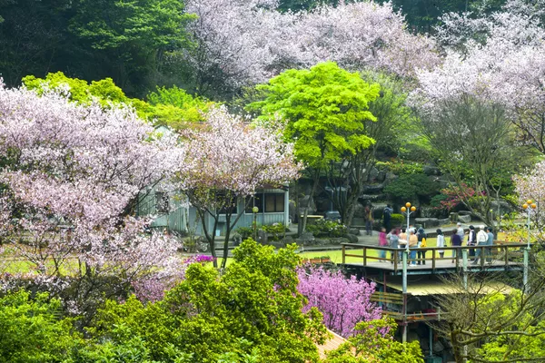 Nice sakura place Stock Photo by ©nicholashan 22315443