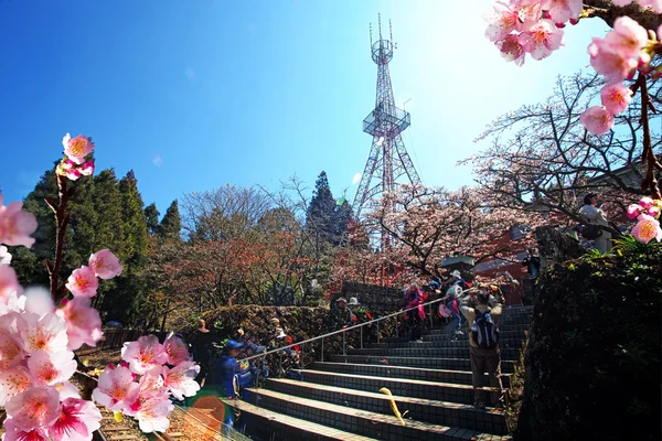 Festival de sakura Stock Photos, Royalty Free Festival de sakura Images ...