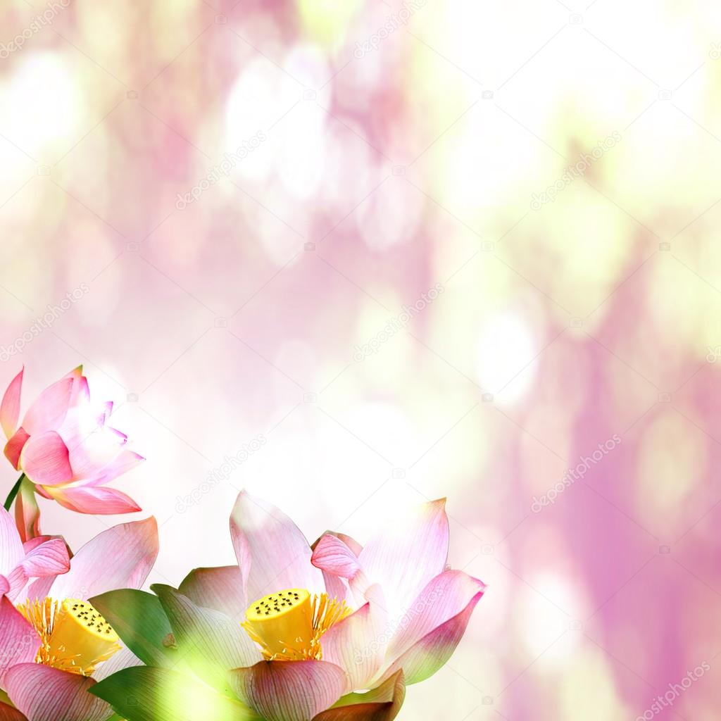 Lotus background Stock Photo by ©nicholashan 23022090
