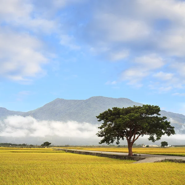 A tree in a rice field Stock Photos, Royalty Free A tree in a rice ...