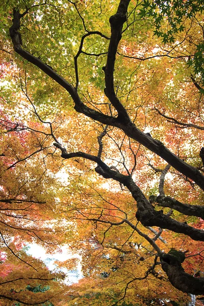 Japanese maple tree canopy Stock Photos, Royalty Free Japanese maple ...
